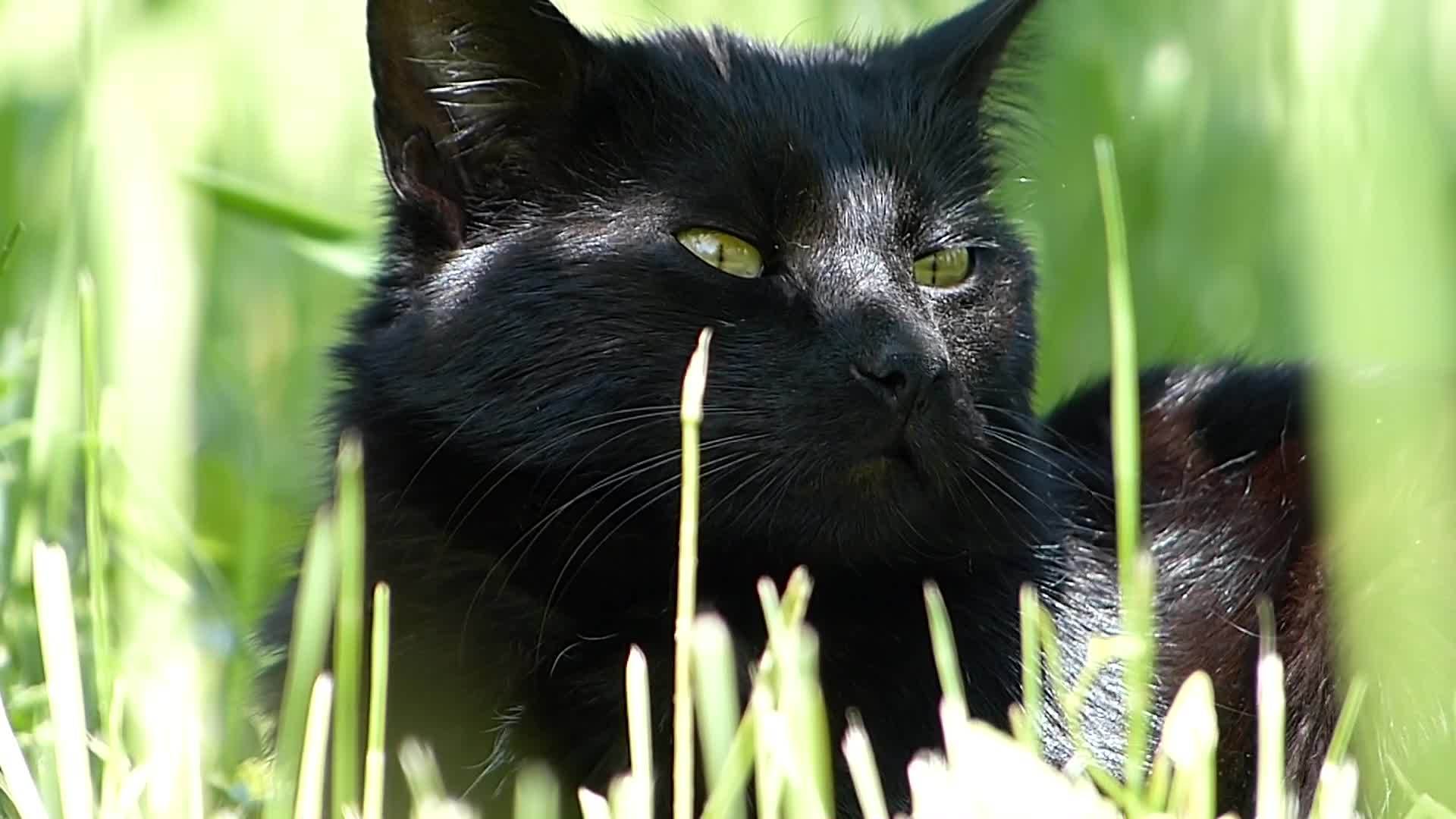 Zwarte Kat Slaapt Buiten Omgevingsverrijking Katten