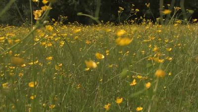 Chipmunk Stock Video in HD | Videezy.com