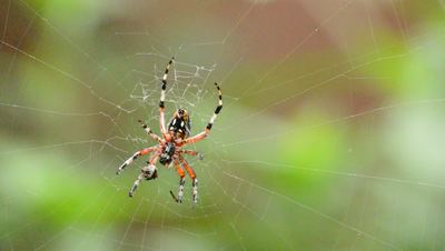 Free Spider Manbrandnewdaytrailer4kdownload Stock Video Footage - (48 ...