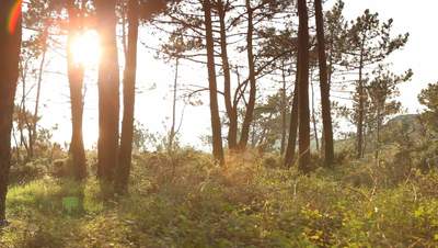 Free Forest Stock Video Footage - (11,649 Free Downloads)