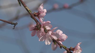 Free Flowers Stock Video Footage - (2,584 Free Downloads)