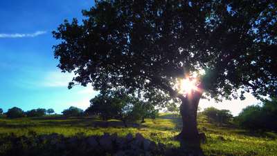 Free Animated Tree Stock Video Footage - (11,419 Free Downloads)