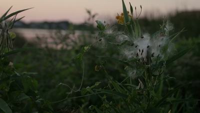 Free 4k Nature Stock Video Footage - (15,648 Free Downloads)