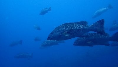 Free Blackstock Fish Stock Video Footage - (373 Free Downloads)