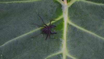 Macro View of a Spider Web Video | Free HD Stock Video Footage at Videezy!