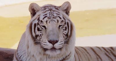 Free Tiger Stock Video Footage - (67 Free Downloads)