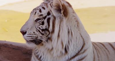 Tiger Stock Video | Free HD Stock Video Footage - Videezy.com