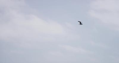 Free Birds Flying Stock Video Footage - (1,634 Free Downloads)