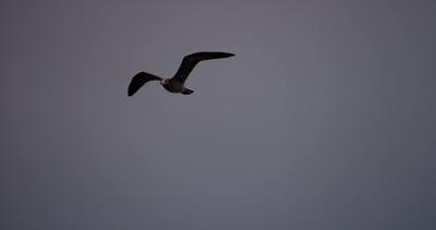 Free Birds Flying Stock Video Footage - (1,634 Free Downloads)