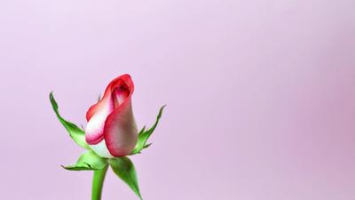 Free Flower Stock Video Footage - (2,584 Free Downloads)