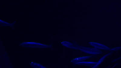 Free Panzer Retter Stock Video Footage - (58 Free Downloads)