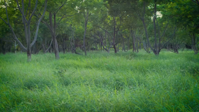 Free Forest Stock Video Footage - (11,649 Free Downloads)