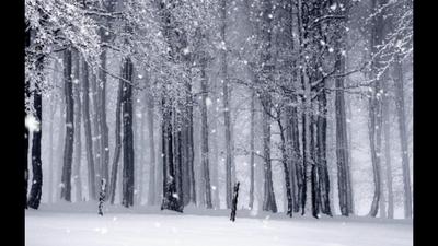 Free Snow Background Stock Video Footage - (21,430 Free Downloads)