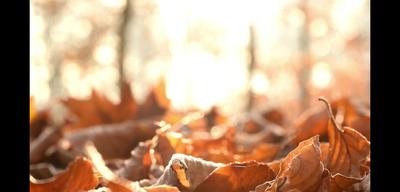 Free Fall Leaves Stock Video Footage - (2,452 Free Downloads)