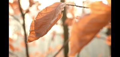 Free Falling Leaves Stock Video Footage - (2,452 Free Downloads)