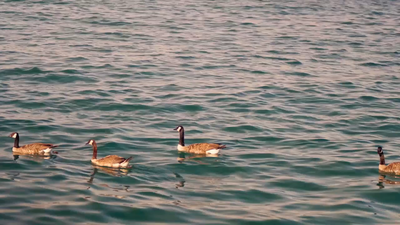 Free Monro 008mp4 Stock Video Footage - (8 Free Downloads)