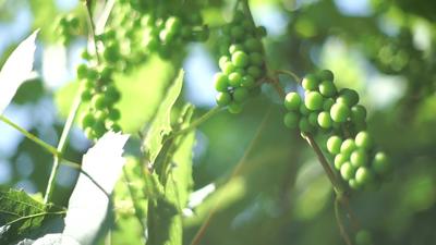 Digital Grapes Abstract 4K Motion Background - Free HD Video Clips ...