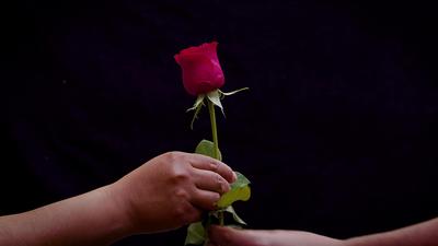 Red Roses Thawing - Free HD Video Clips & Stock Video Footage at Videezy!