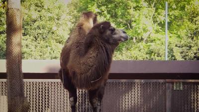 Free Zoo Video Stock Video Footage - (4,435 Free Downloads)
