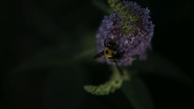 Bee in ultra slow motion (1,500 fps) - INSECTS PHANTOM 006 - Free HD ...