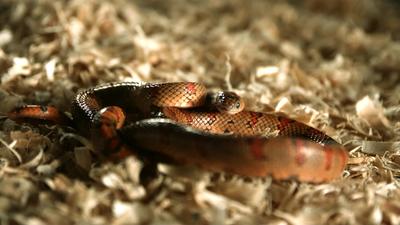 Close Up of a Snake Stock Video in HD | Free HD Stock Video Footage ...