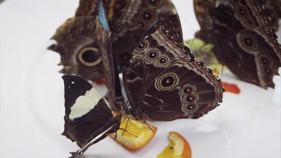 Free Animated Butterfly Stock Video Footage - (9,025 Free Downloads)