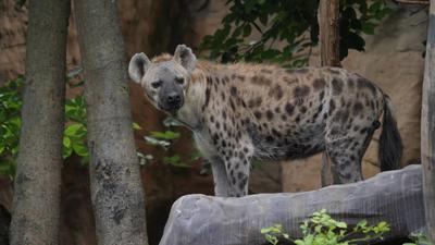 Free Animal Stock Video Footage - (9,166 Free Downloads)