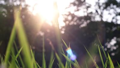Free Nature Stock Video Footage - (11,291 Free Downloads)