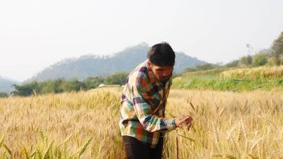 Free Agriculture Stock Video Footage - (1,457 Free Downloads)