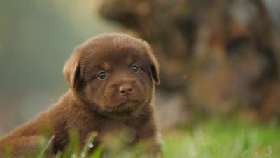Free Animals Stock Video Footage - (9,166 Free Downloads)