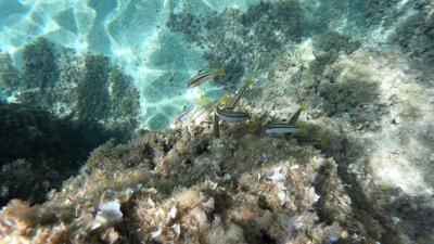 Free Blackstock Fish Stock Video Footage - (373 Free Downloads)