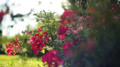 Free Summer Stock Video Footage - (6,997 Free Downloads)