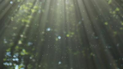 Free Forest Loop Stock Video Footage - (7,584 Free Downloads)