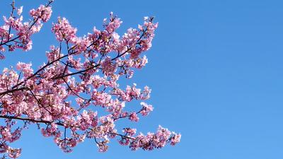 Free Cherry Blossom Falling Stock Video Footage - (2,551 Free Downloads)