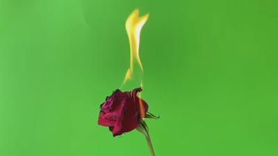 Free Green Screen Fire Stock Video Footage - (6,998 Free Downloads)