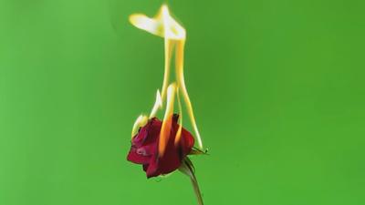 Free Green Screen Fire Stock Video Footage - (6,997 Free Downloads)