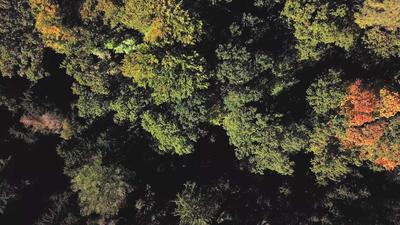 Aerial Top-Down View of Trees and A Field in 4K - Free HD Video Clips ...