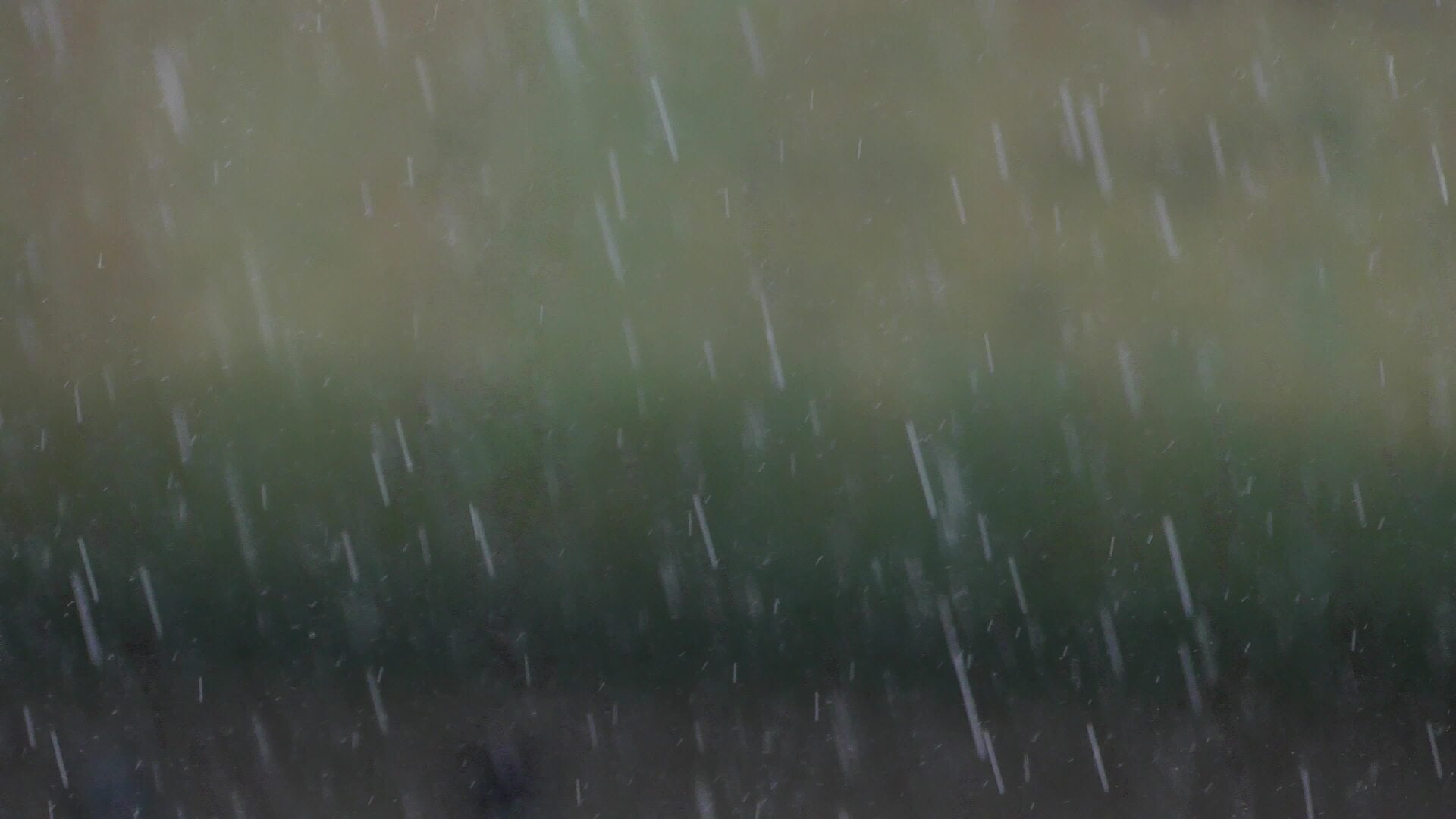 Gotas De Chuva Caindo Da Arvore Um Close De Gotas De Chuva Caindo Nas