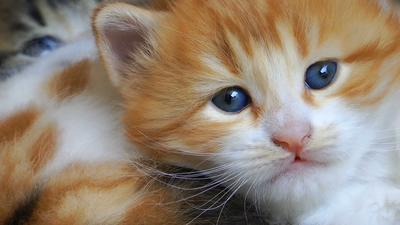 Free Cute Stock Video Footage - (2,300 Free Downloads)