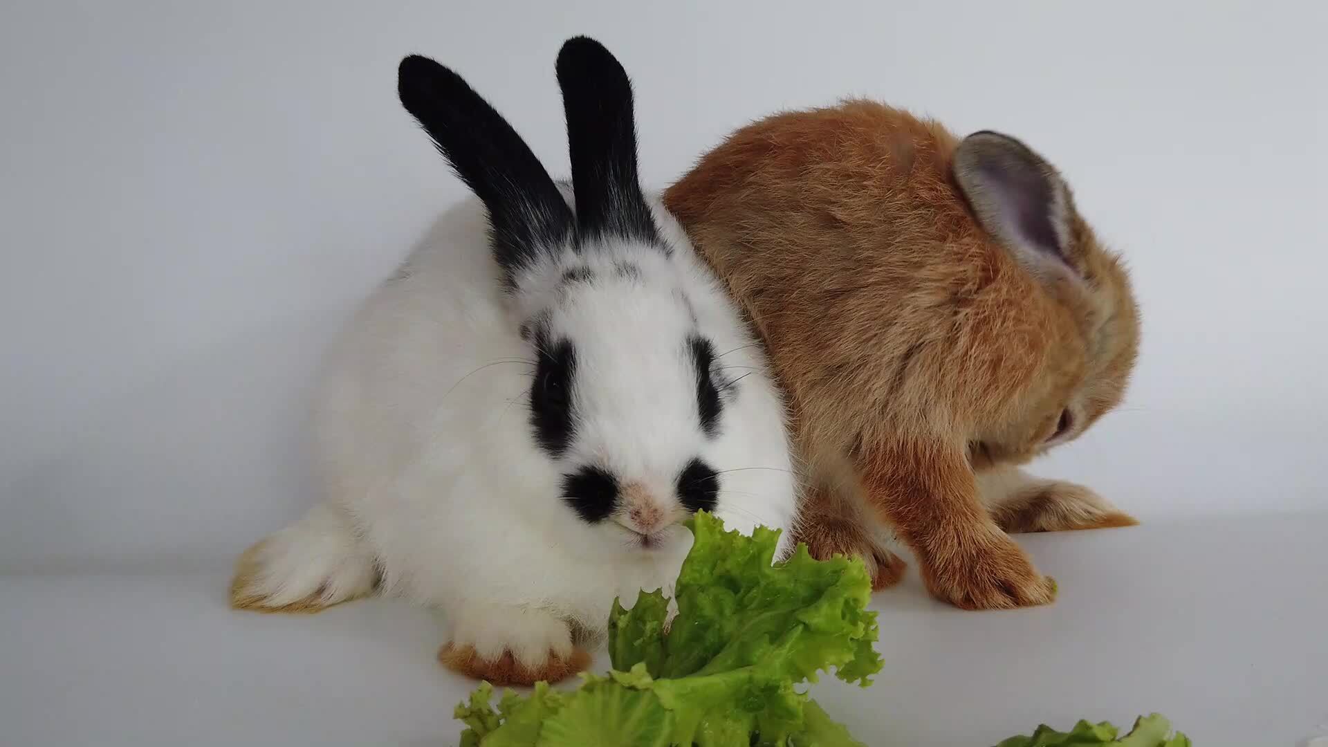 Animales Hierba Conejos 1920x1080