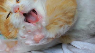 Free Cat Stock Video Footage - (9,032 Free Downloads)