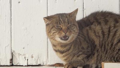 Free Cat Stock Video Footage - (9,032 Free Downloads)