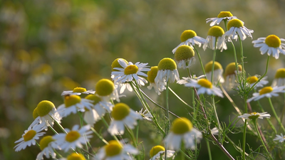 Free Nature Mp4 Stock Video Footage - (10,121 Free Downloads)