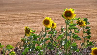 Free Nature Mp4 Stock Video Footage - (10,121 Free Downloads)