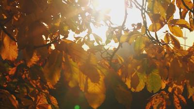 Free Falling Leaves Stock Video Footage - (2,452 Free Downloads)