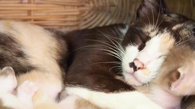 Free Cat Video Stock Video Footage - (4,312 Free Downloads)