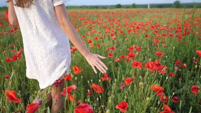 Poppy Flowers | Free Stock HD Video Footage | Videezy.com