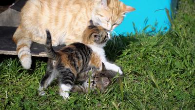 Free Cats Stock Video Footage - (9,032 Free Downloads)