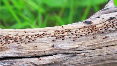 Ants working. - Free HD Video Clips & Stock Video Footage at Videezy!