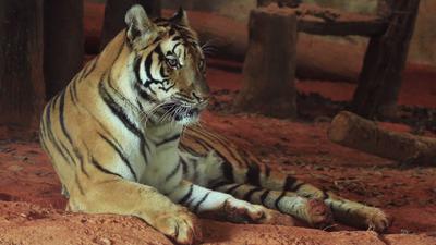 Free Tiger Stock Video Footage - (67 Free Downloads)